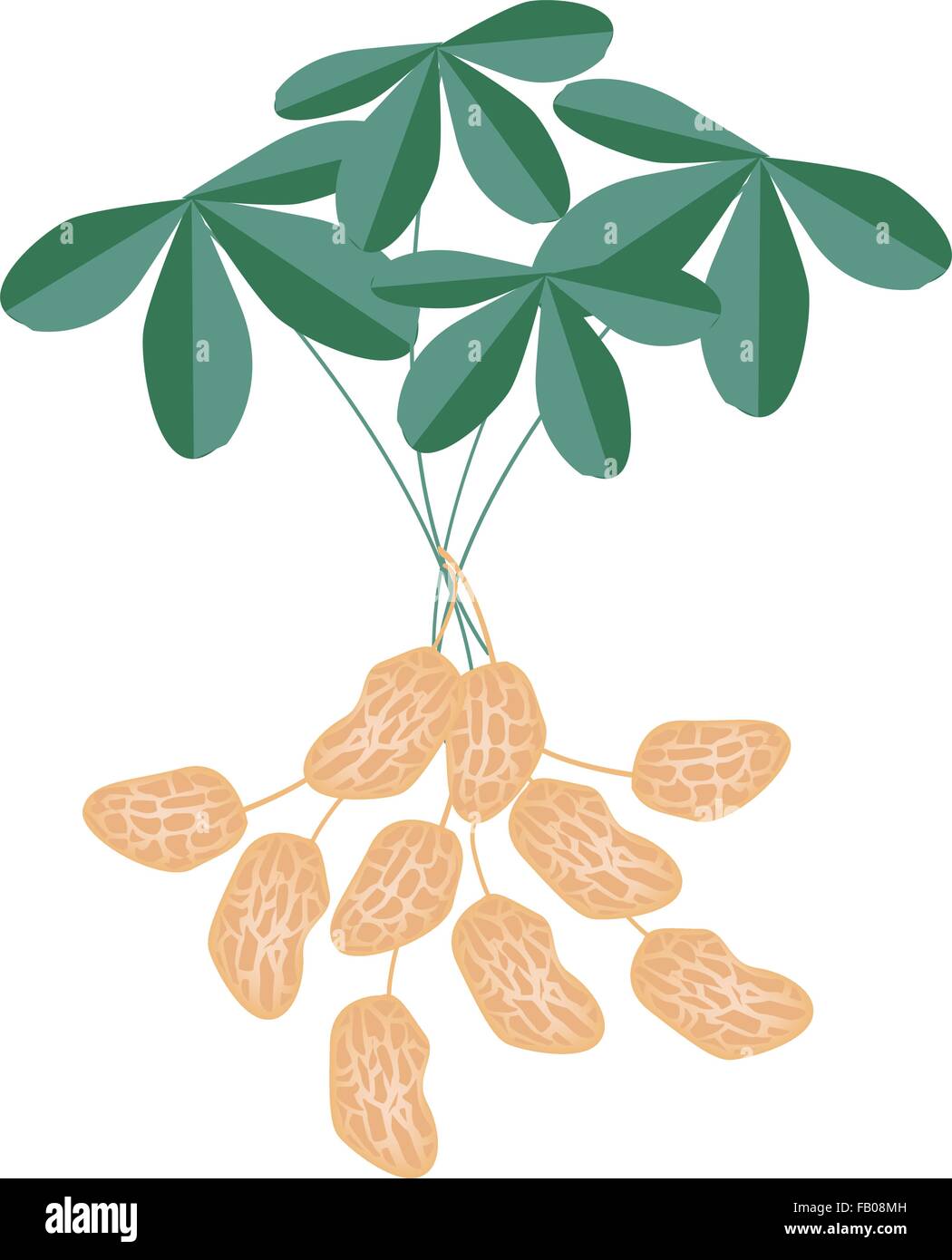 Vegetable and Fruit, An Illustration of Fresh Peanuts or Groundnut with ...