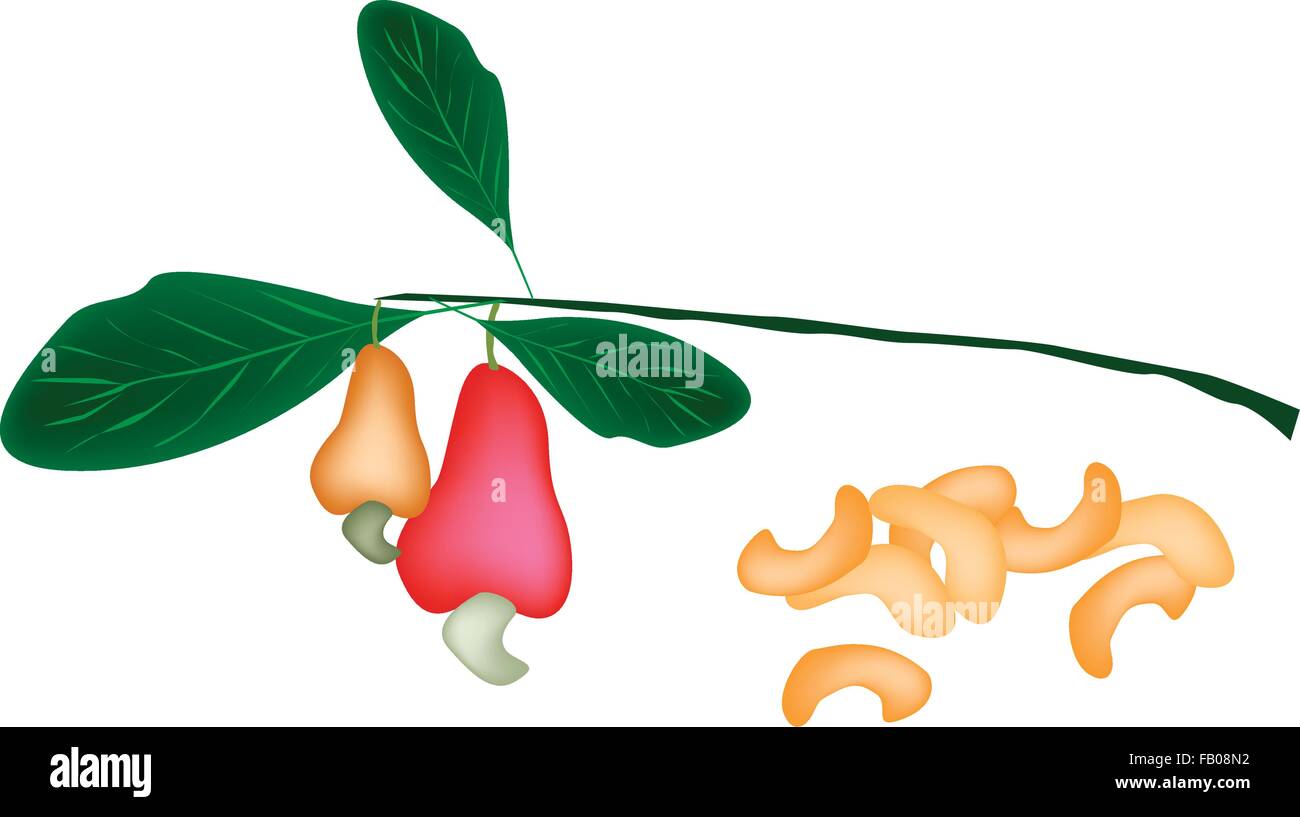 Cashew nuts on tree Stock Vector Images - Alamy