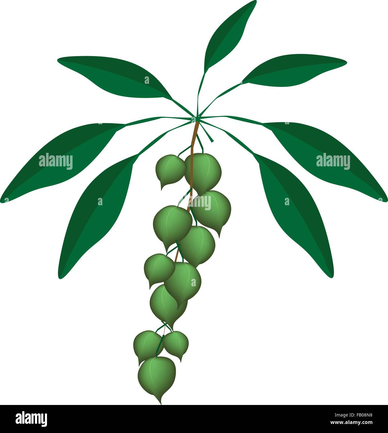 Macadamia Nut Tree Illustration