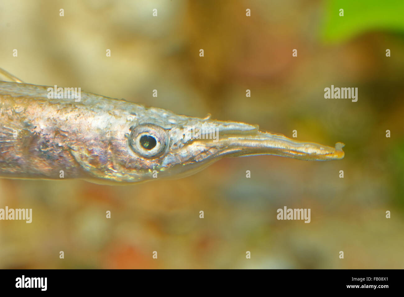 Detail of pike like head of aquarium fish Stock Photo - Alamy