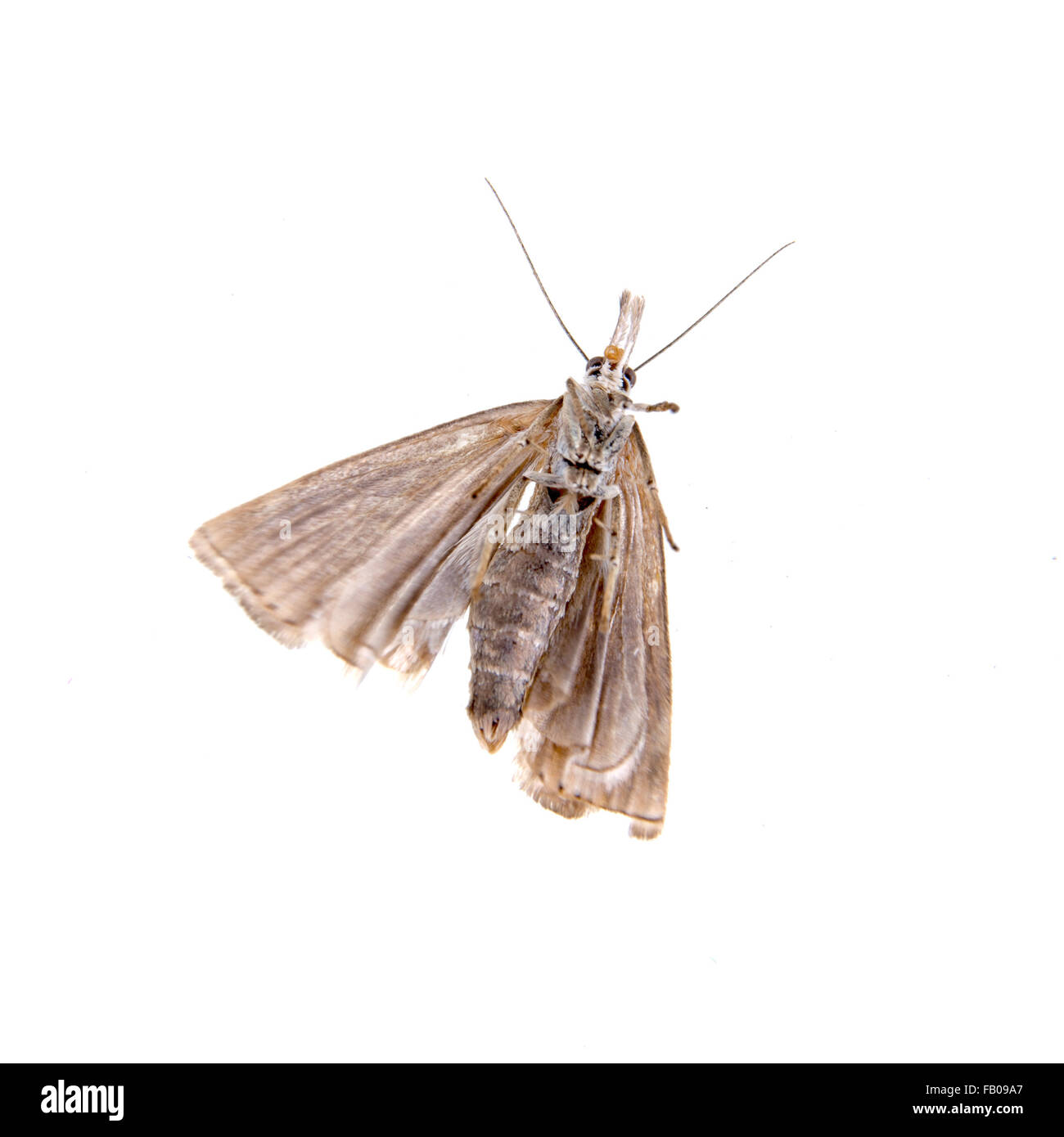 Grey moth isolated on a white background Stock Photo - Alamy