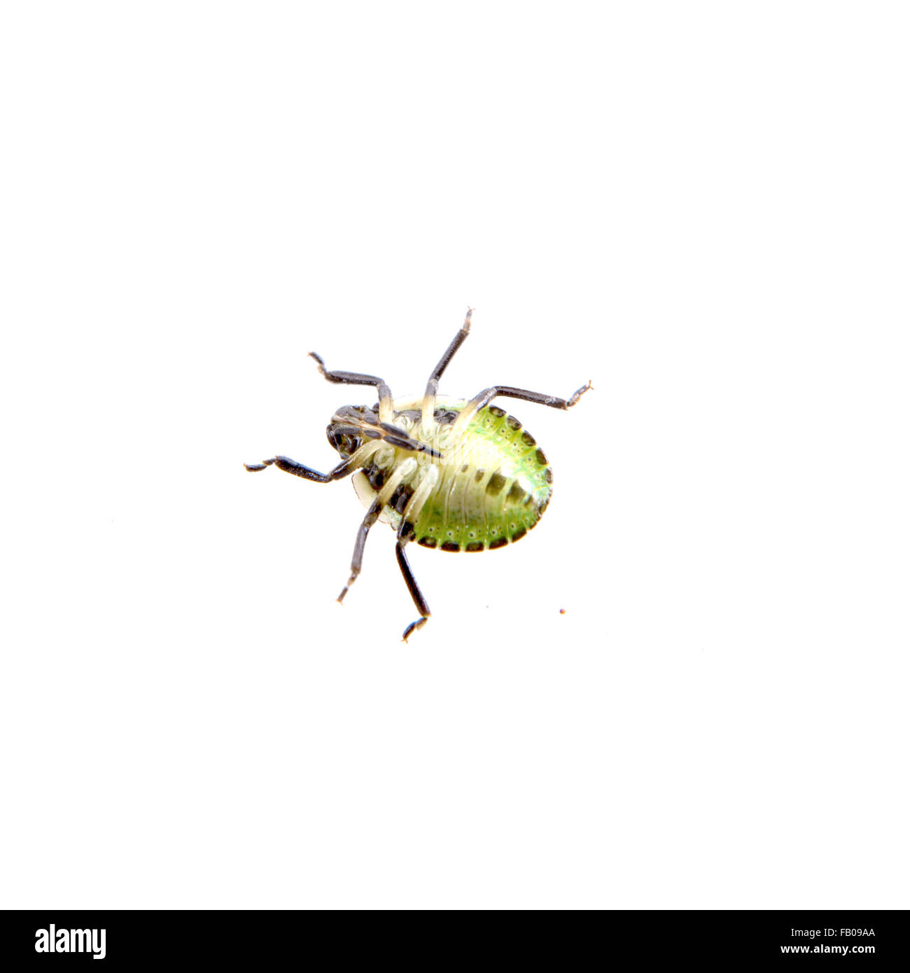 Green black shield bug isolated on a white background Stock Photo - Alamy