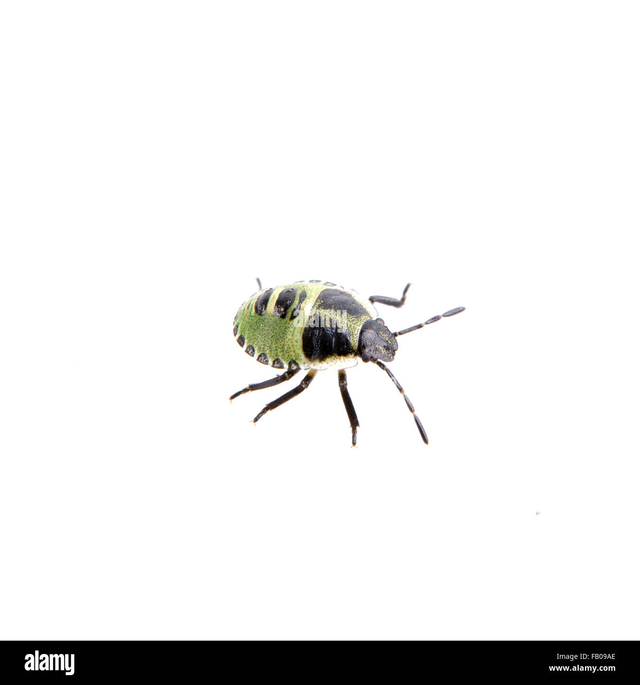 Green black shield bug isolated on a white background Stock Photo - Alamy