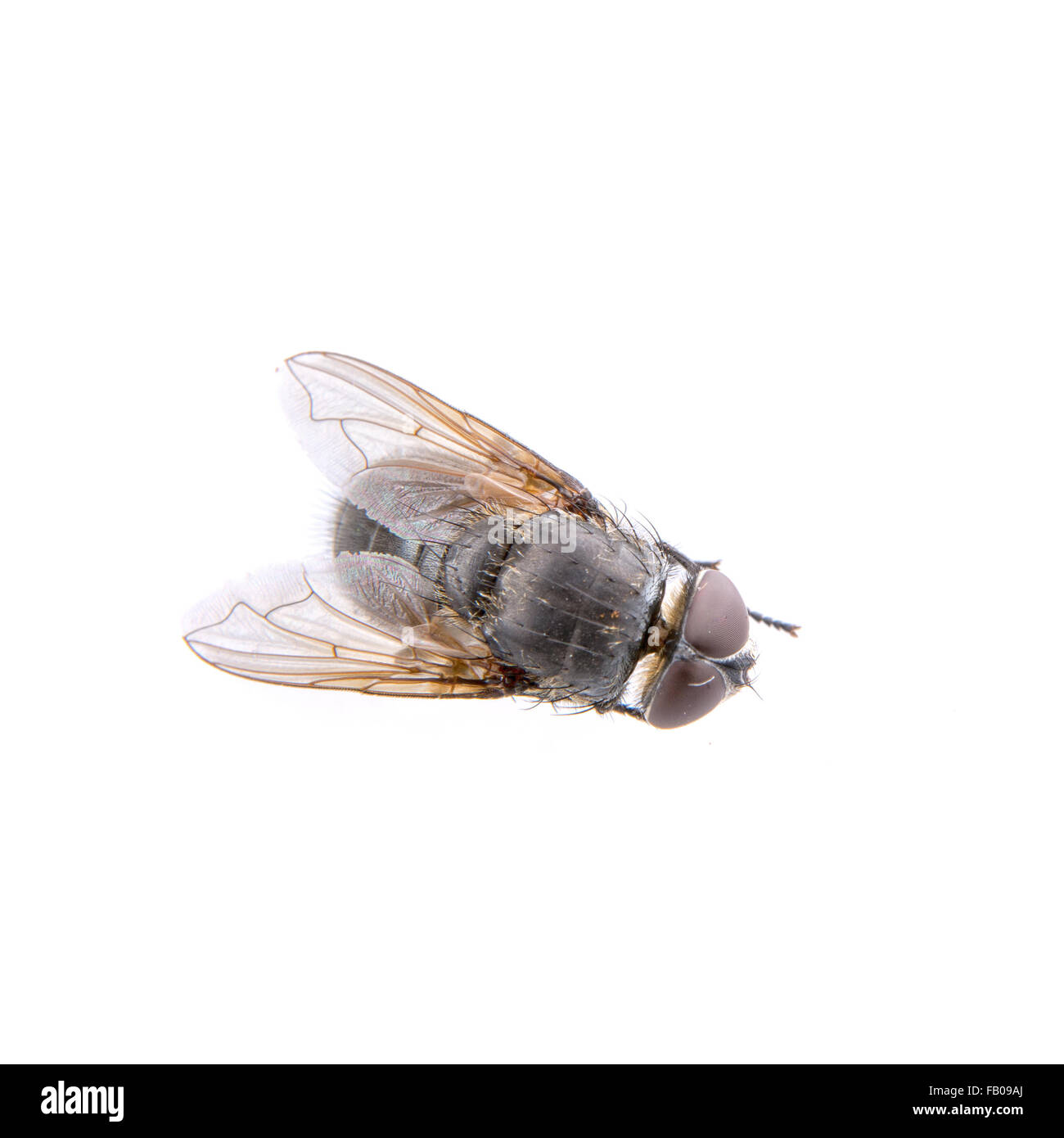 Black fly isolated on a white background Stock Photo - Alamy