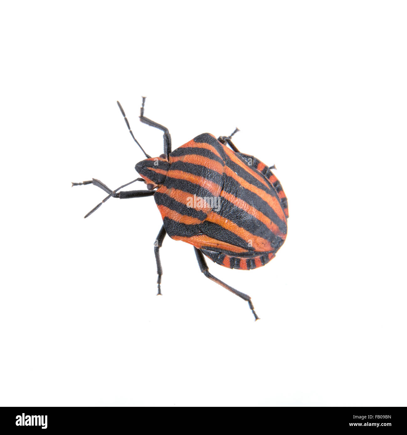 Red black striped shield bug isolated on a white background Stock Photo ...
