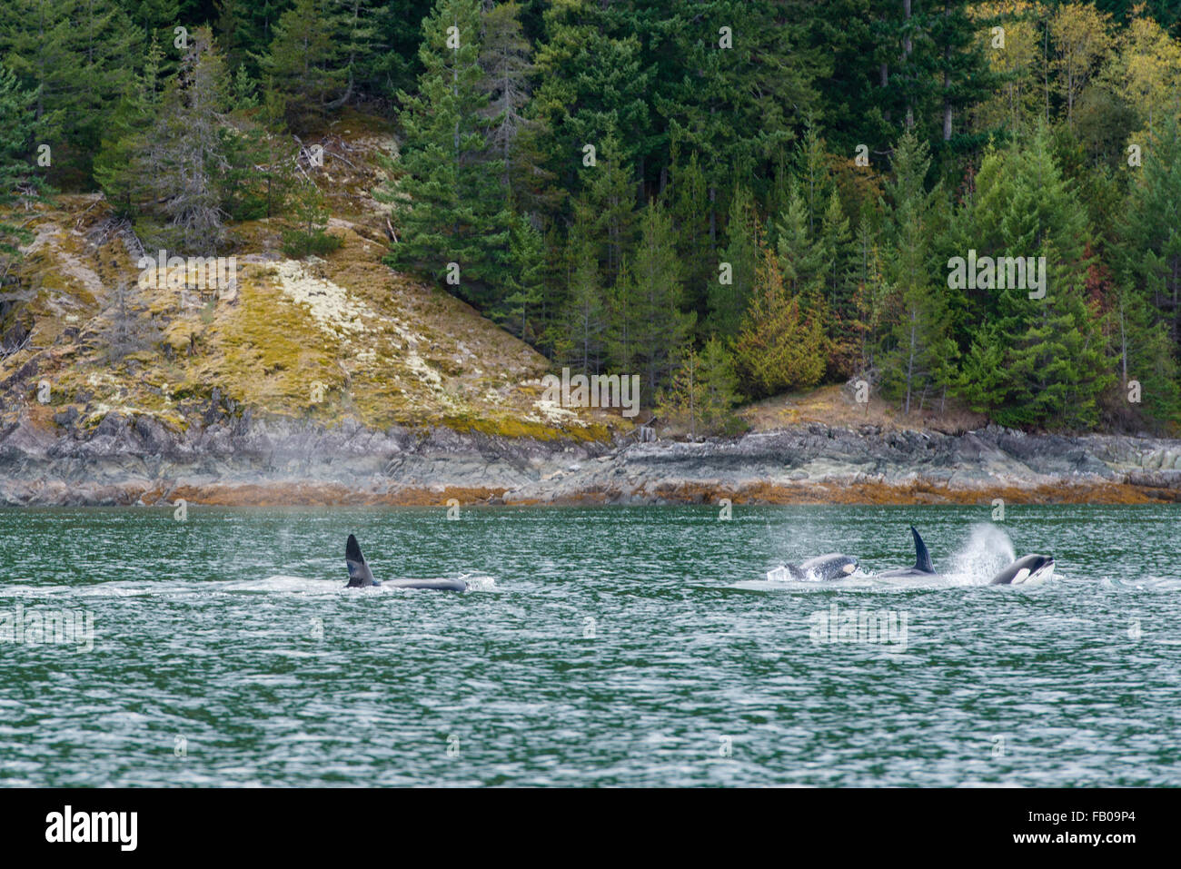 Orcas (Orcinus orca), off the coast, killer whales, Orford River ...