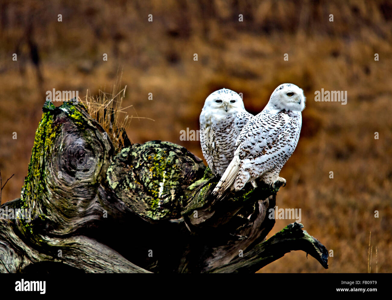 Vancouver Owl High Resolution Stock Photography and Images - Alamy