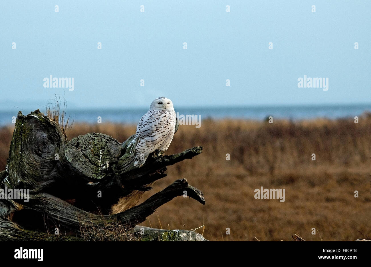 Lonely Snowy owl stand alone Stock Photo - Alamy