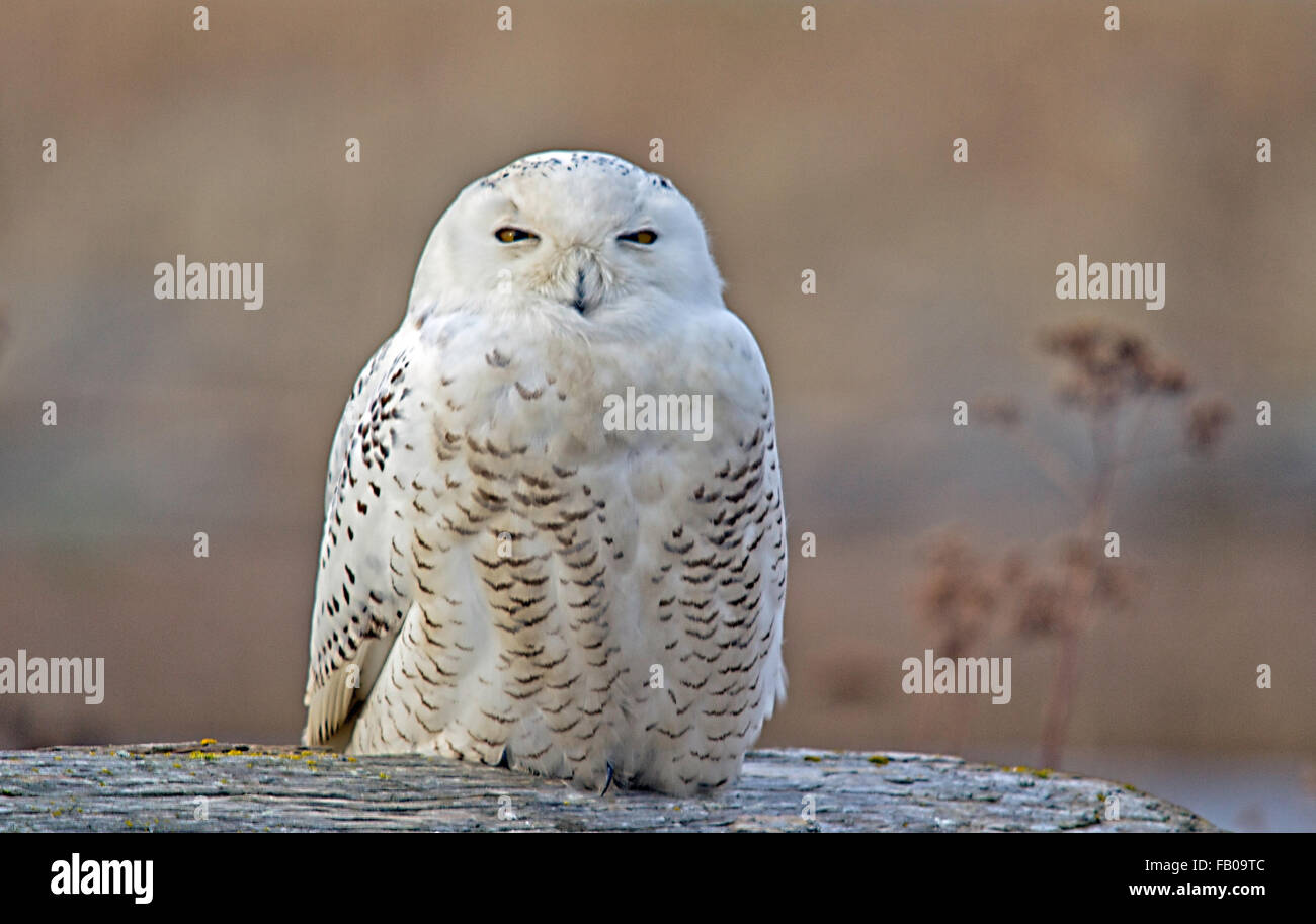 Vancouver Owl High Resolution Stock Photography and Images - Alamy