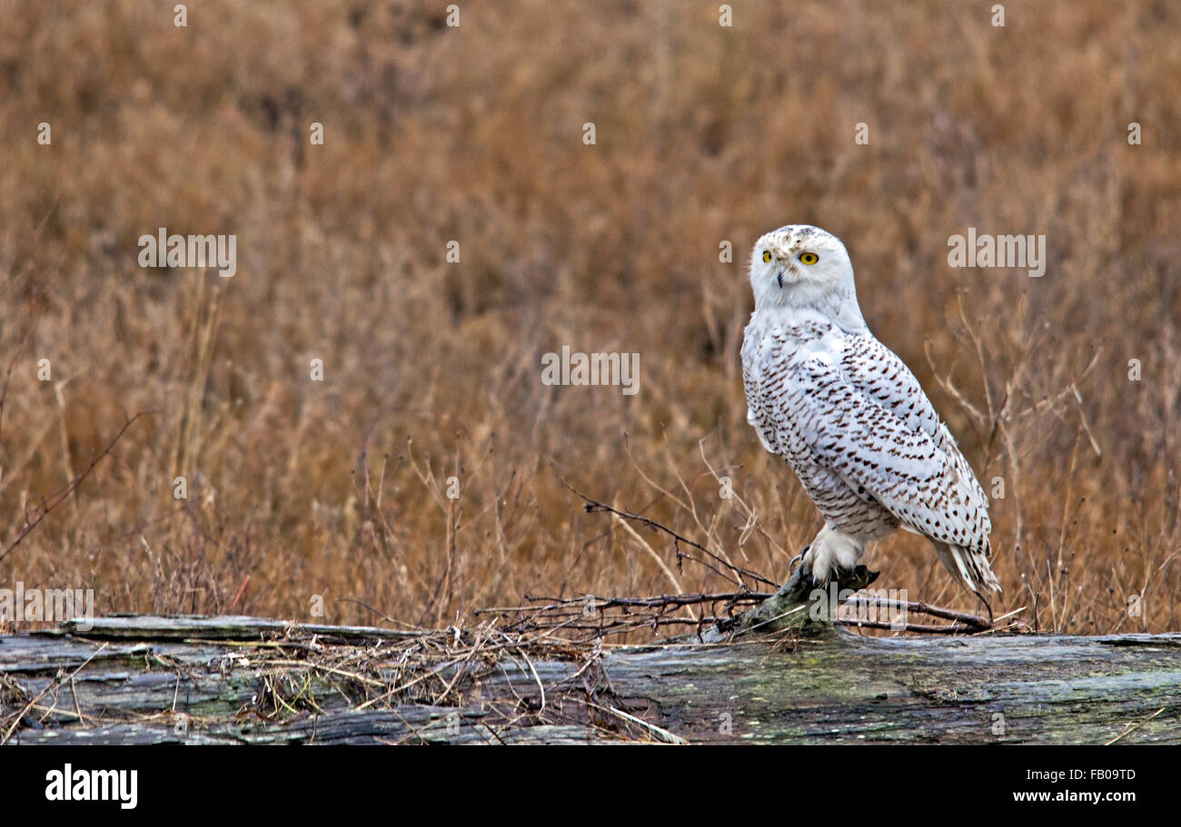 Owls classification hi-res stock photography and images - Alamy