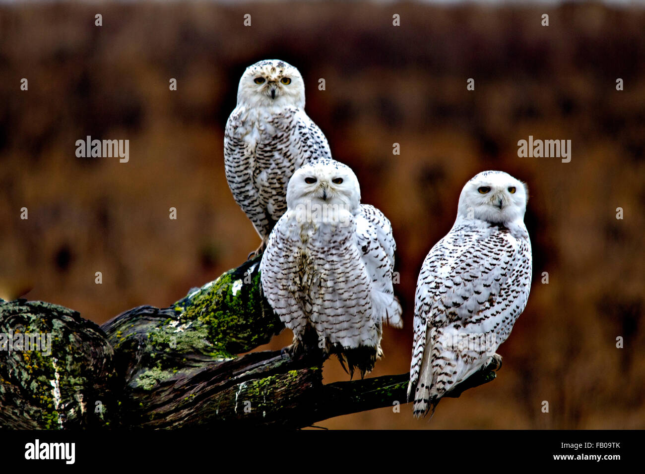 Triple funny snowy owls Stock Photo - Alamy