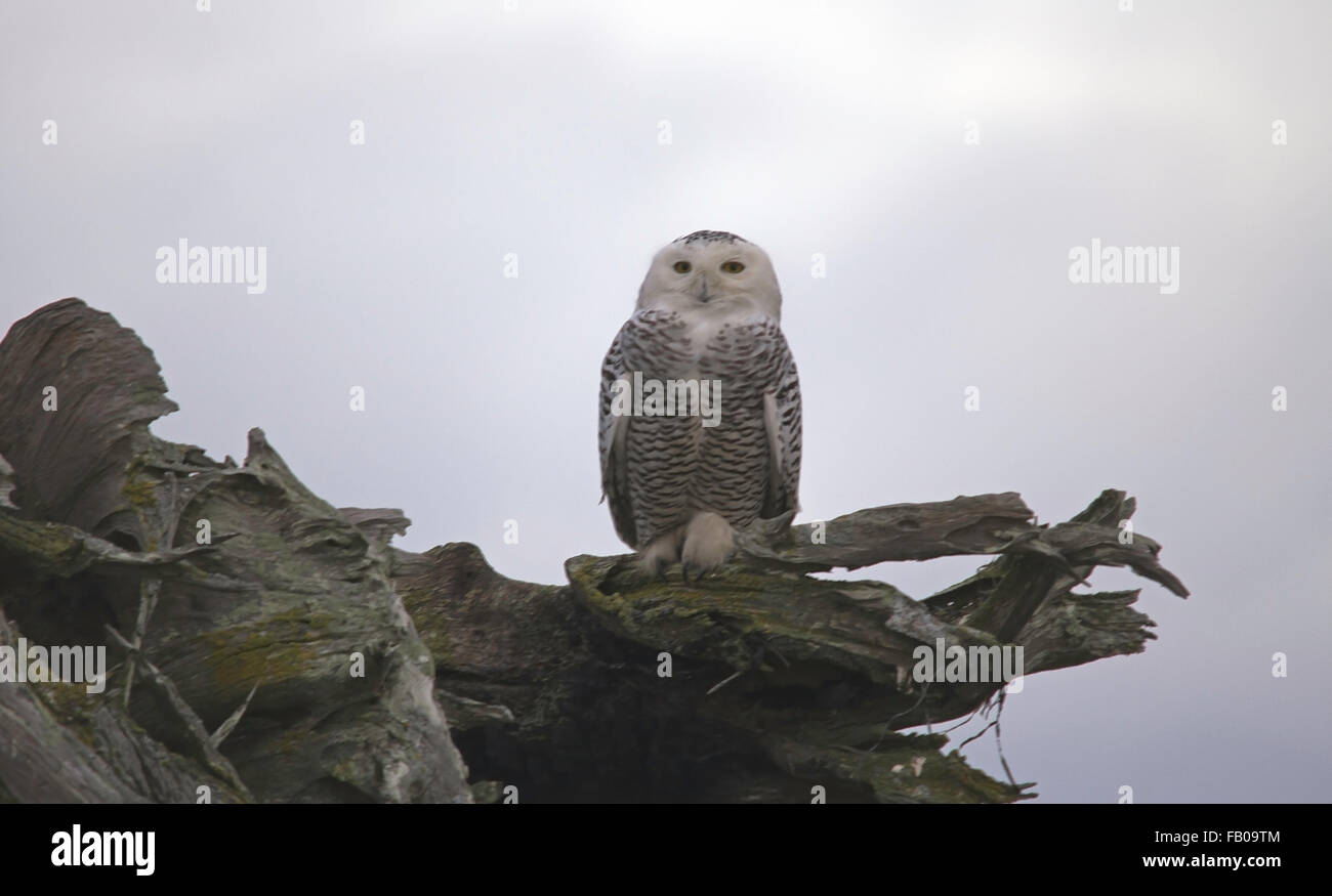 Vancouver Owl High Resolution Stock Photography and Images - Alamy