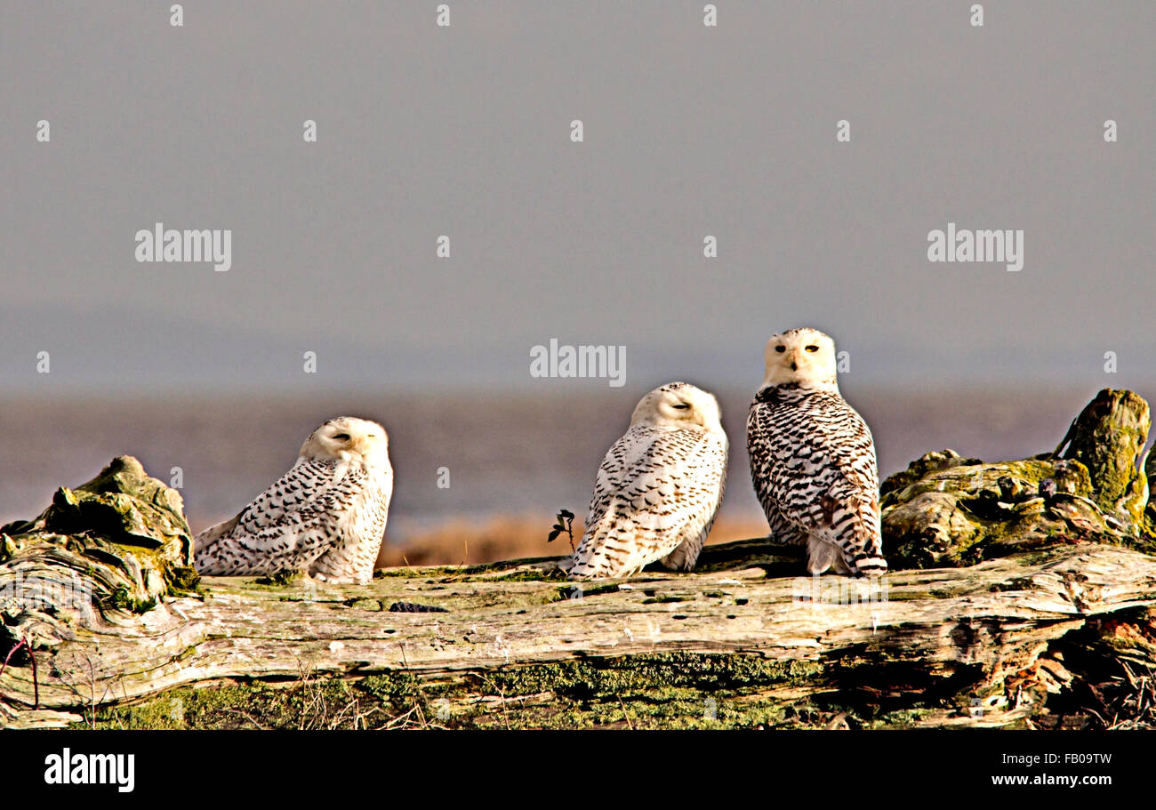 Three Female snowy owls Stock Photo - Alamy