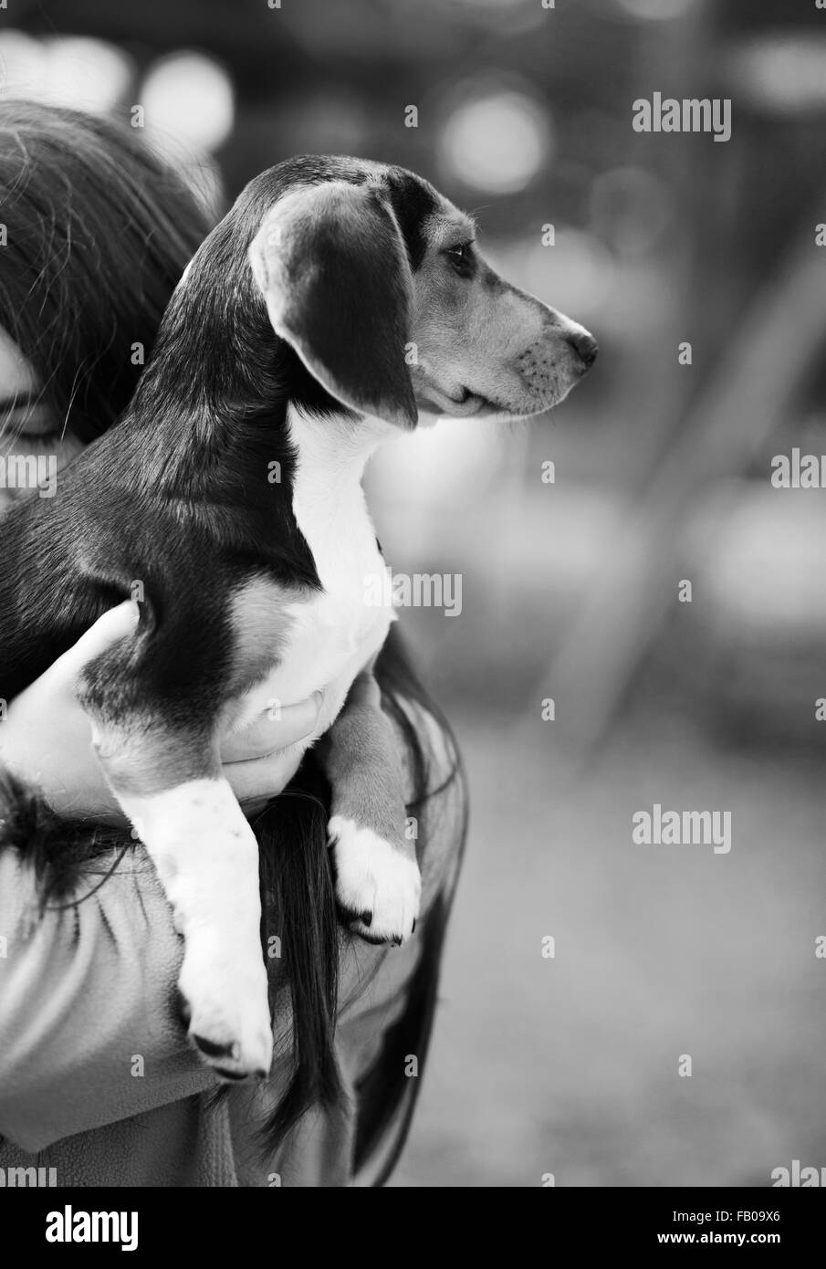 Young girl holding beagle puppy. Dog looking away. Child hugging pet ...