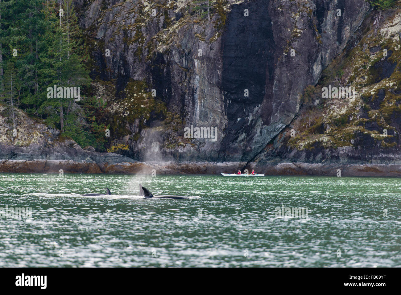 Orcas (Orcinus orca), off the coast, killer whales, Orford River ...
