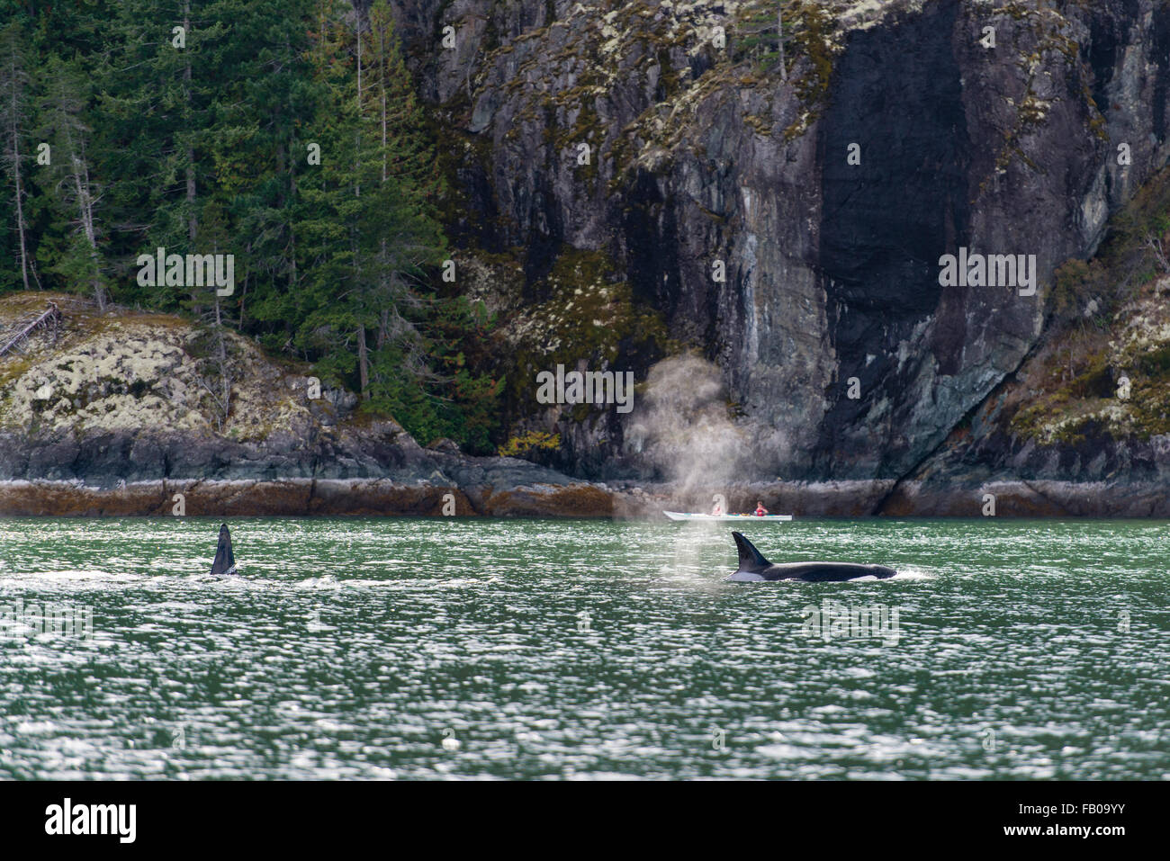 Orcas (Orcinus orca), off the coast, killer whales, Orford River ...