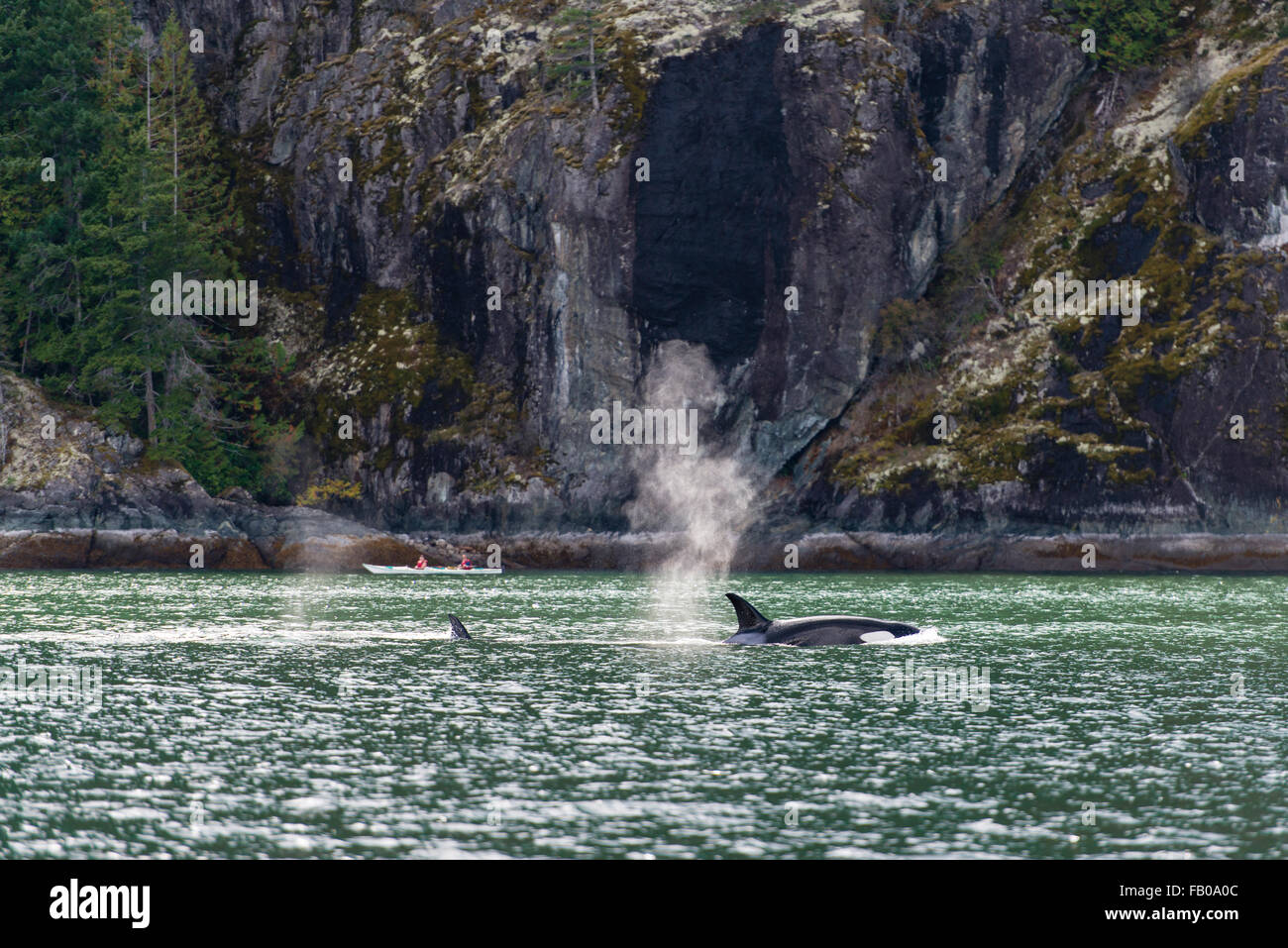 Orcas (Orcinus orca), off the coast, killer whales, Orford River ...