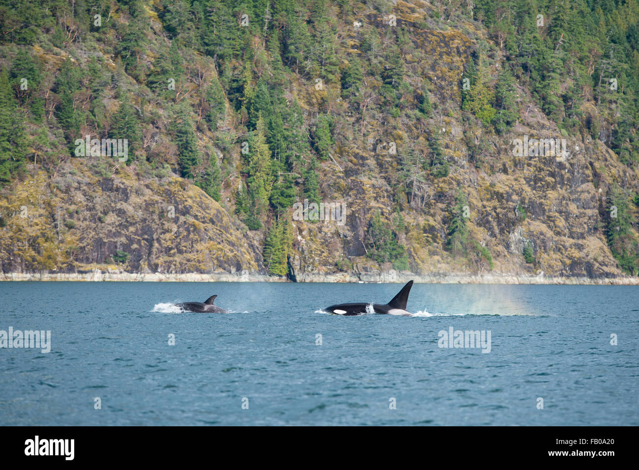 Orcas (Orcinus orca), off the coast, killer whales, Orford River ...