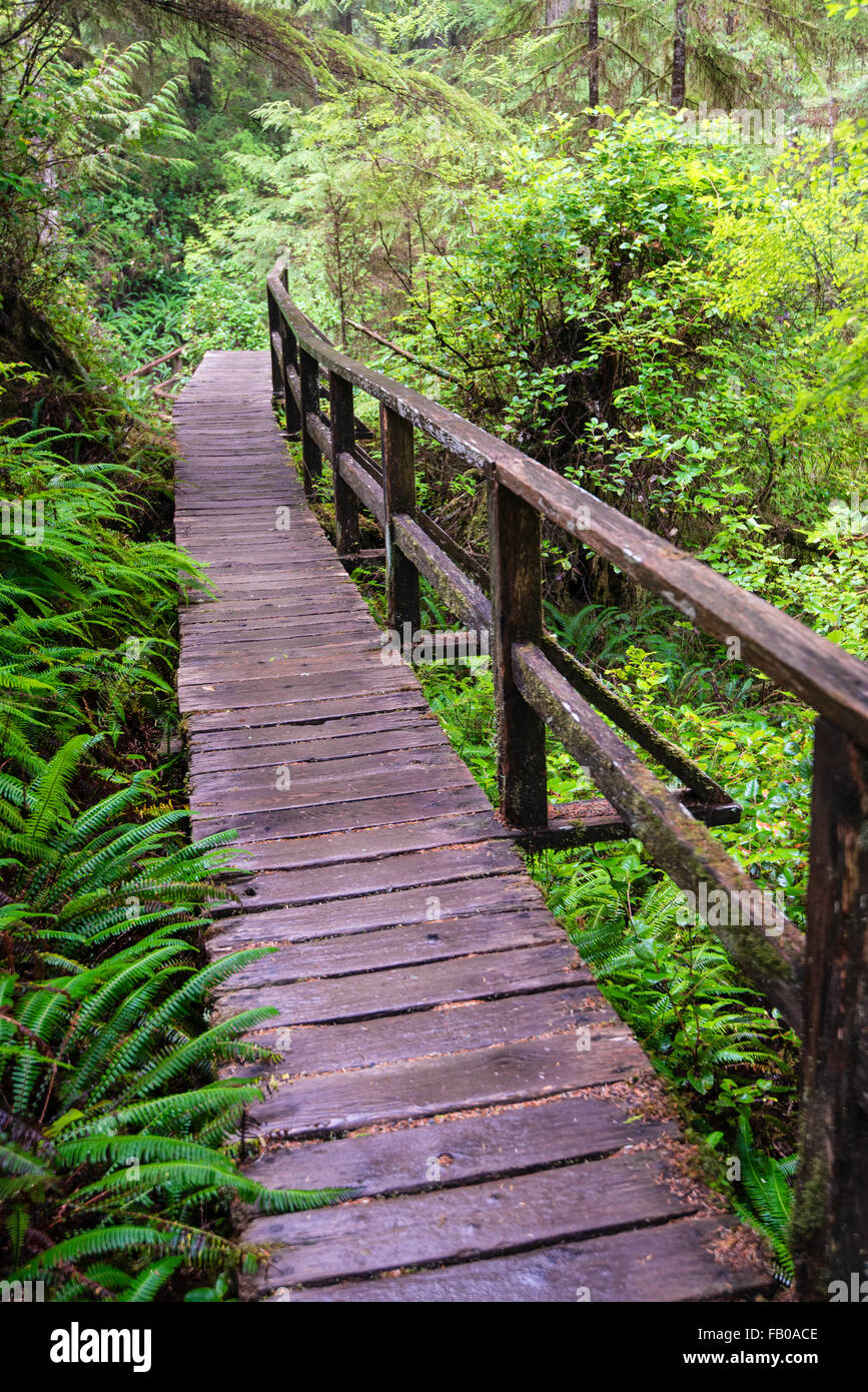 Boardwalk, Rainforest Trail, Pacific Rim National Park, Vancouver ...
