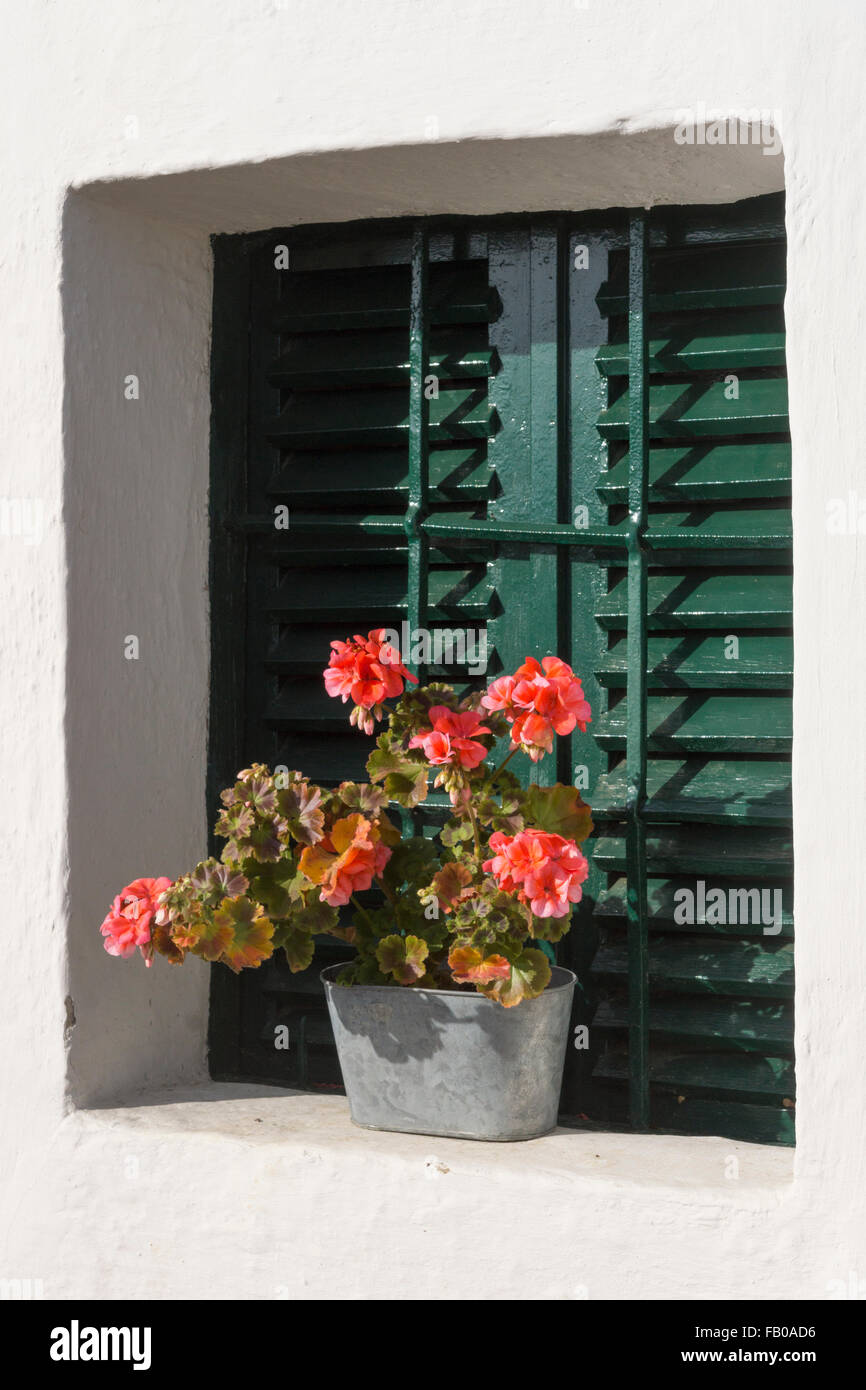 A geranium plant on a windowsill of a wine cellar in the Kamptal wine ...
