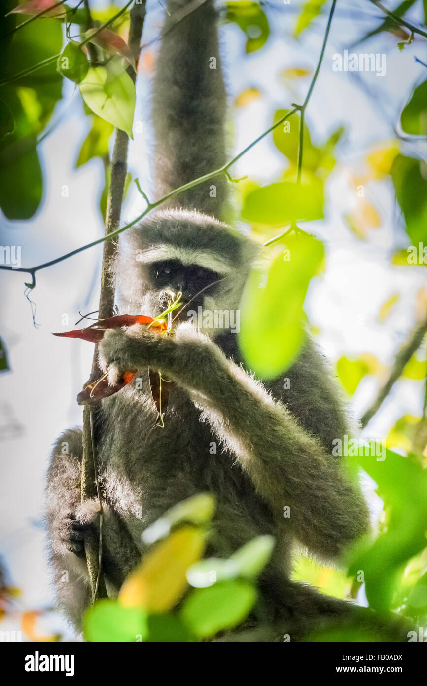 Gibbon foraging hi-res stock photography and images - Alamy