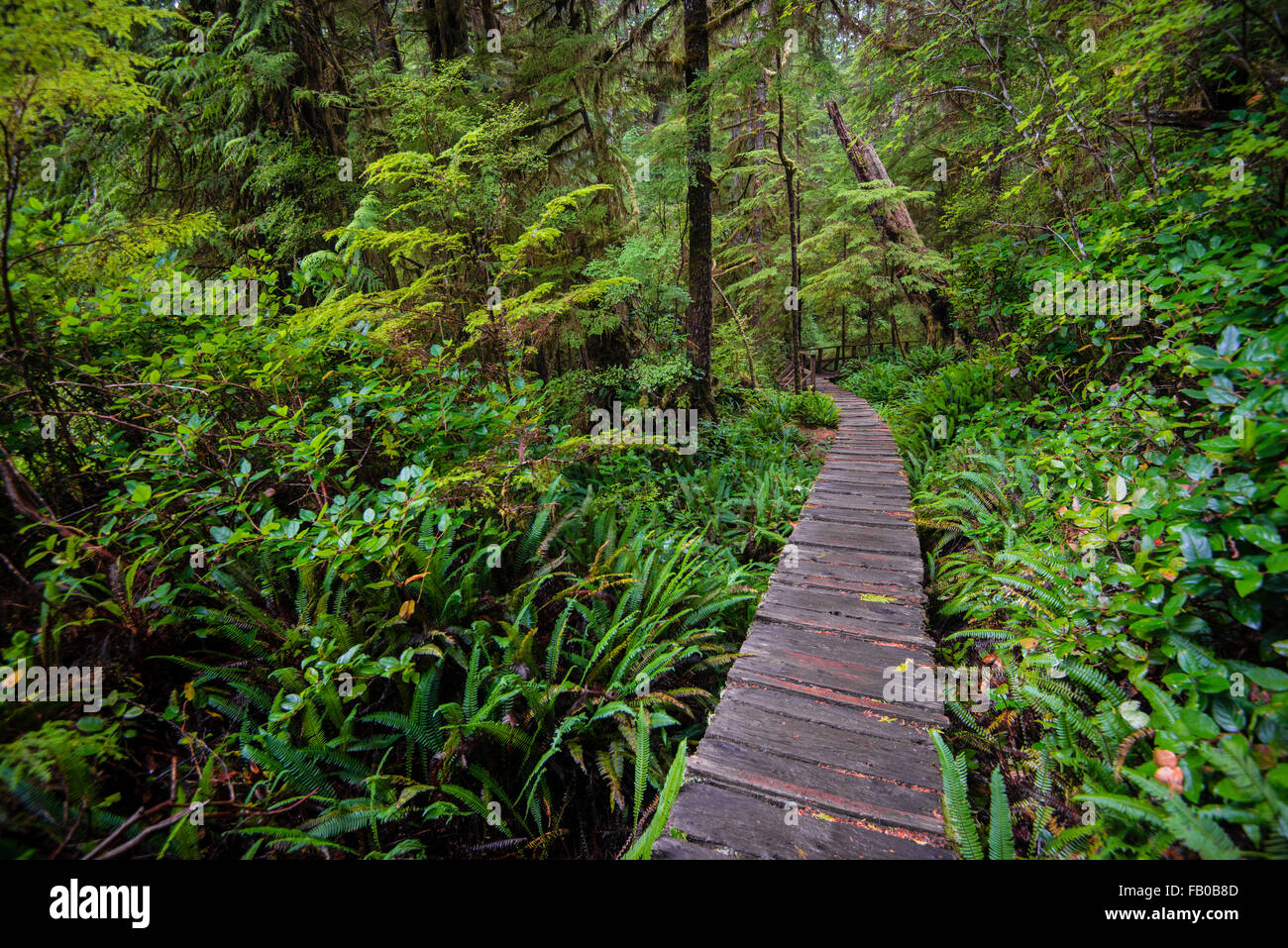 Boardwalk, Rainforest Trail, Pacific Rim National Park, Vancouver ...