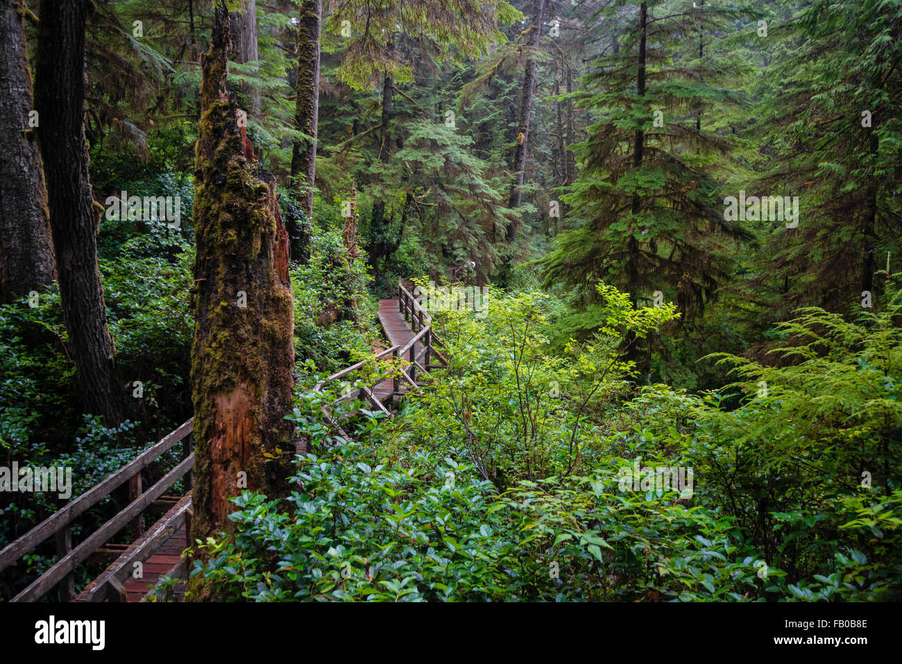 Boardwalk, Rainforest Trail, Pacific Rim National Park, Vancouver ...