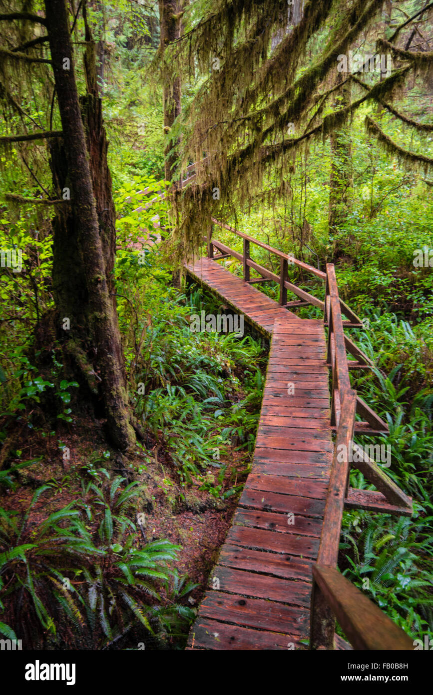 Boardwalk, Rainforest Trail, Pacific Rim National Park, Vancouver ...