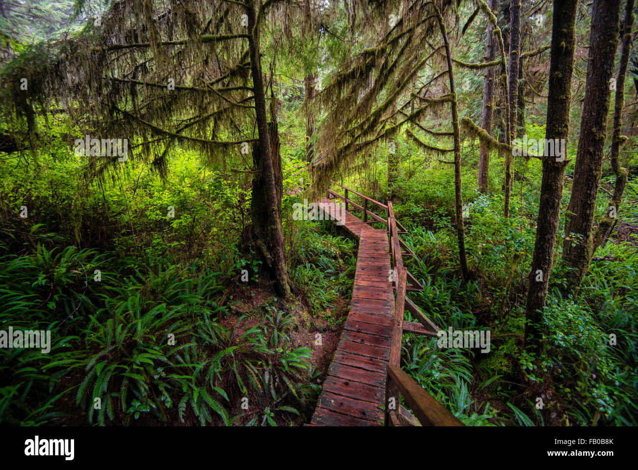 Boardwalk, Rainforest Trail, Pacific Rim National Park, Vancouver ...