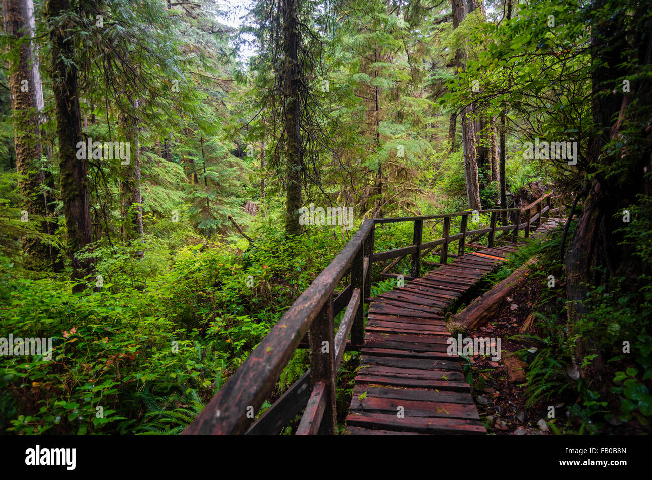 Boardwalk, Rainforest Trail, Pacific Rim National Park, Vancouver ...