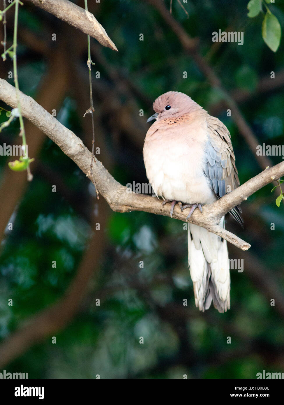 Small Pigeon High Resolution Stock Photography and Images - Alamy