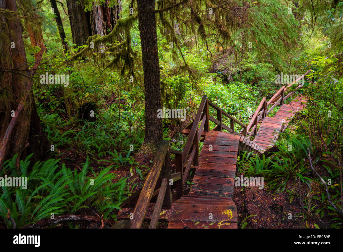Boardwalk, Rainforest Trail, Pacific Rim National Park, Vancouver ...