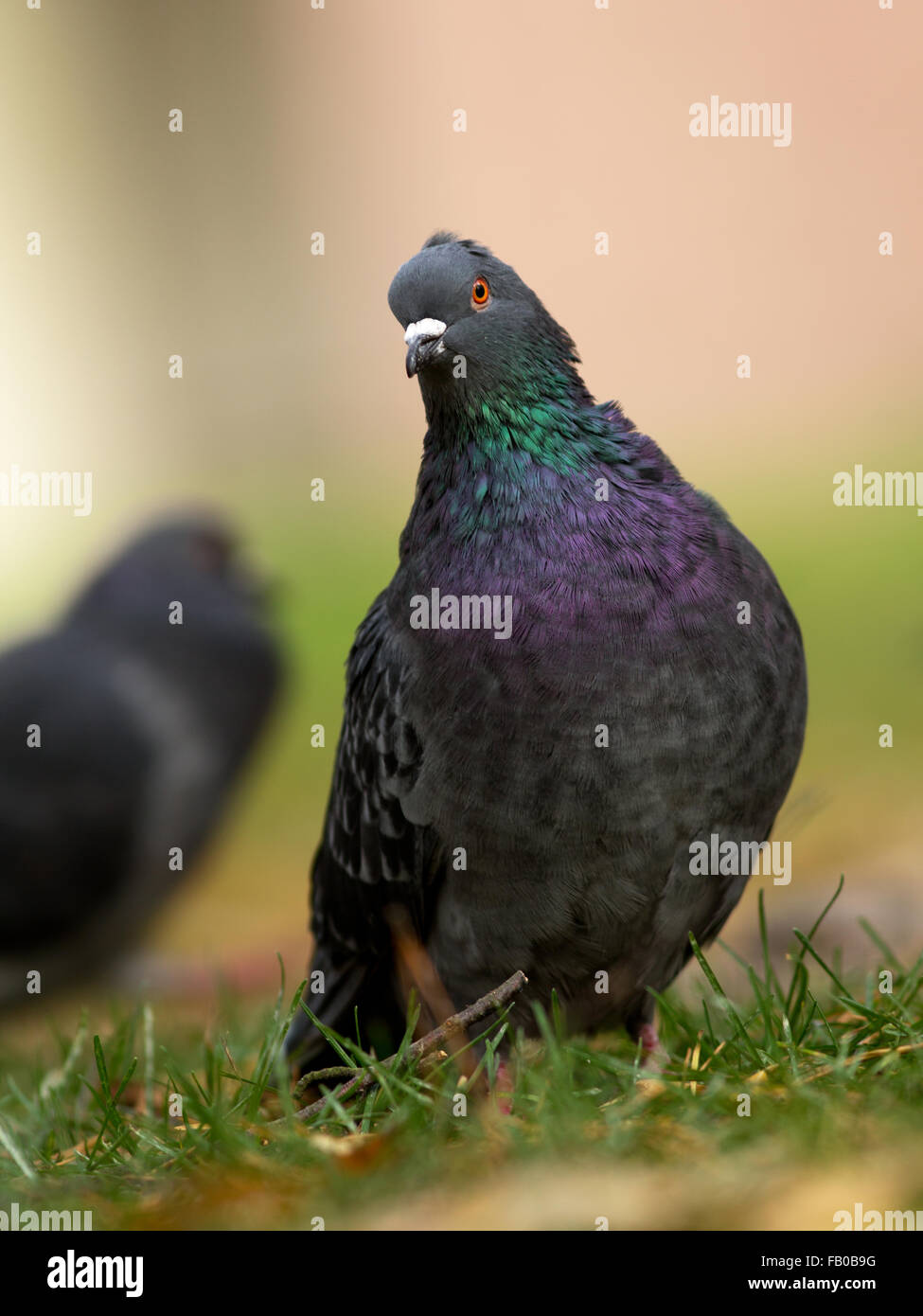 Feral pigeon is a common bird found in cities, so is also called as ...