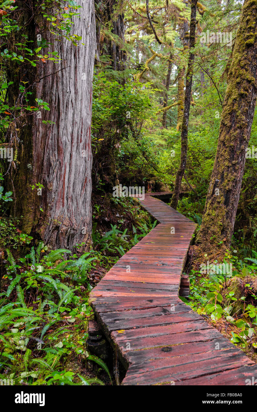 Boardwalk, Rainforest Trail, Pacific Rim National Park, Vancouver ...