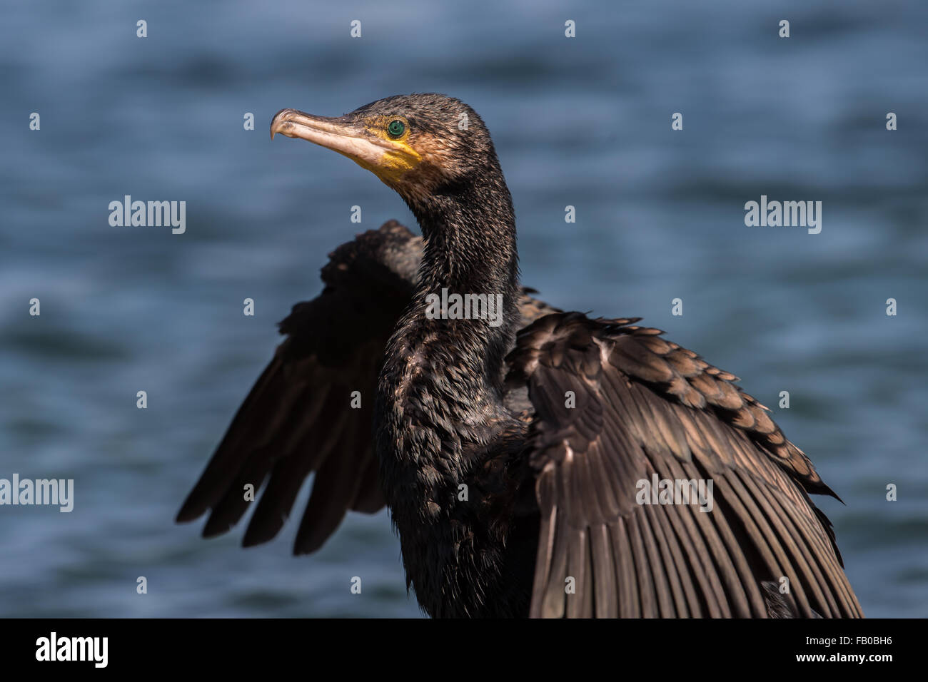 Cormorant sea bird drying its outstretched wings Stock Photo - Alamy