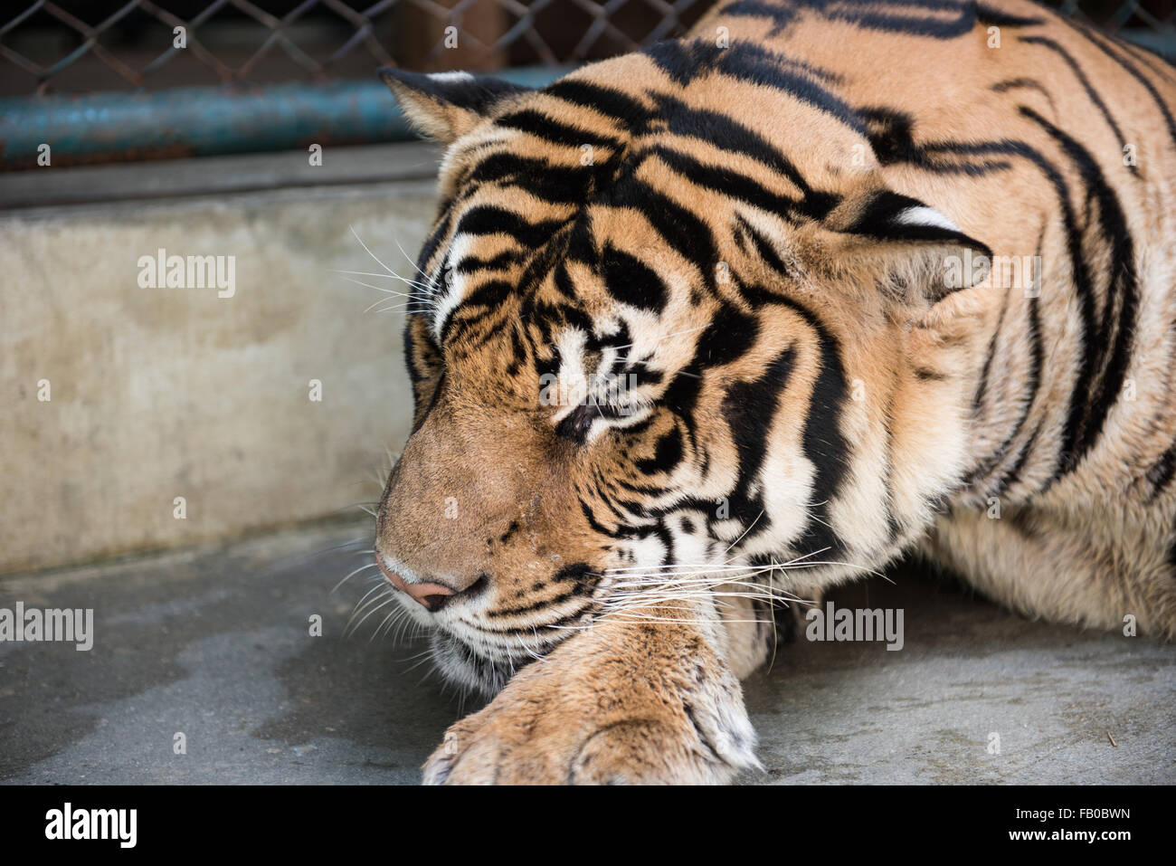 Tiger in Joyous Mood Stock Photo - Alamy