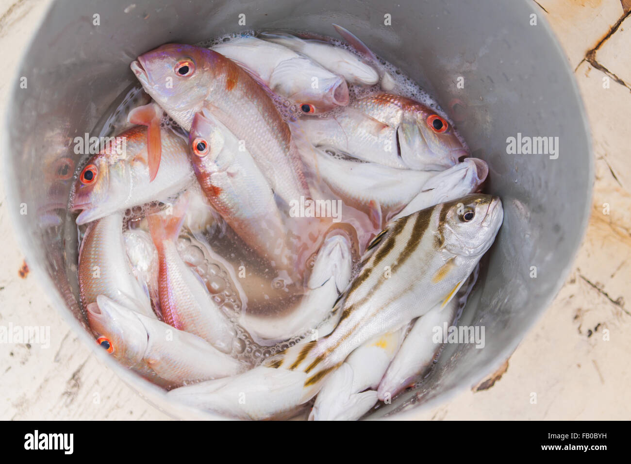 Caught fishes in a bucket hi-res stock photography and images - Alamy