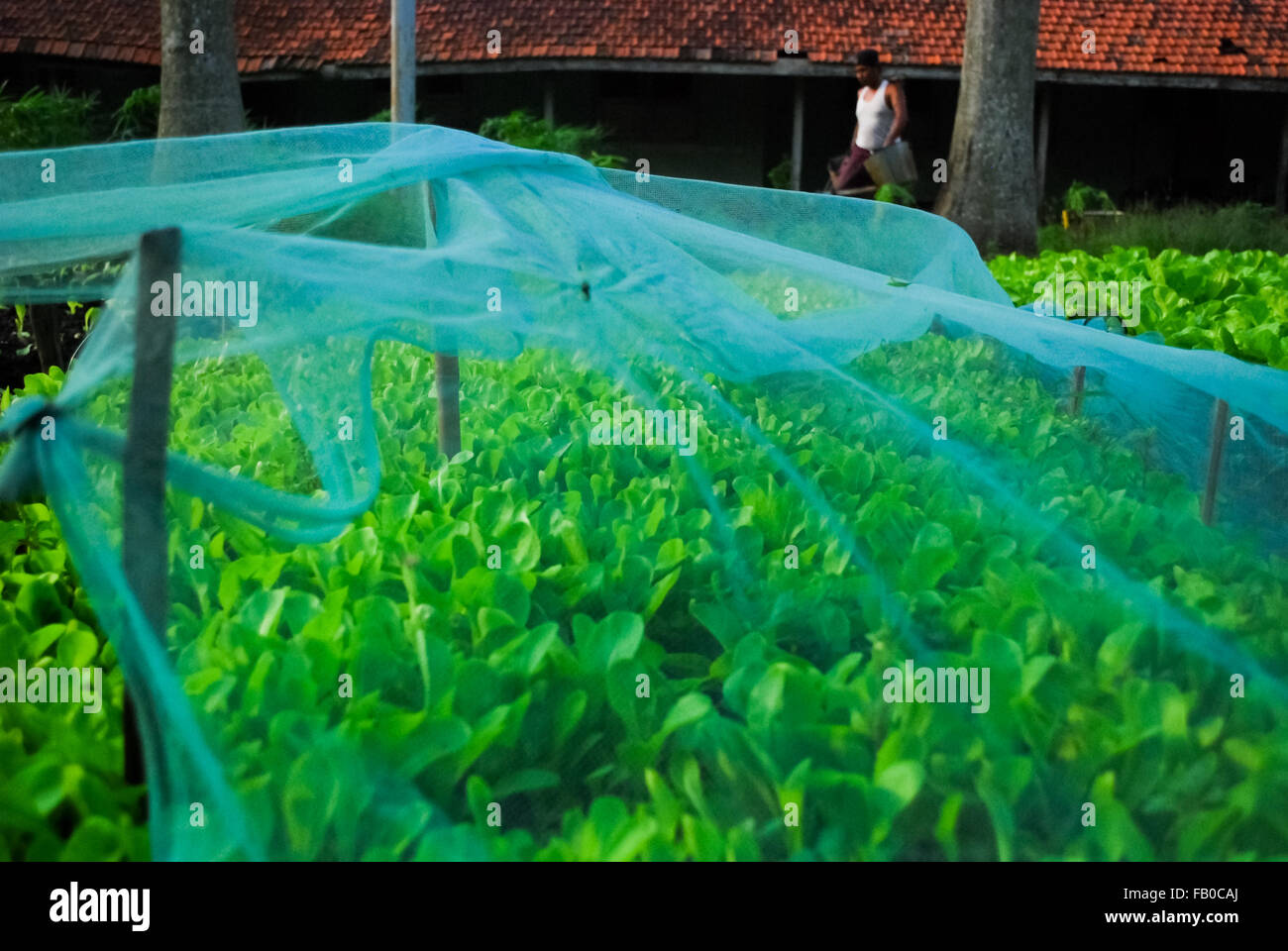 Vegetable field inside Sitanala leprosy hospital complex in Tangerang ...