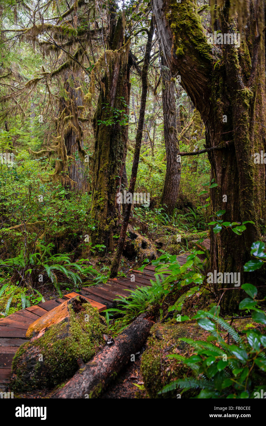 Boardwalk, Rainforest Trail, Pacific Rim National Park, Vancouver ...