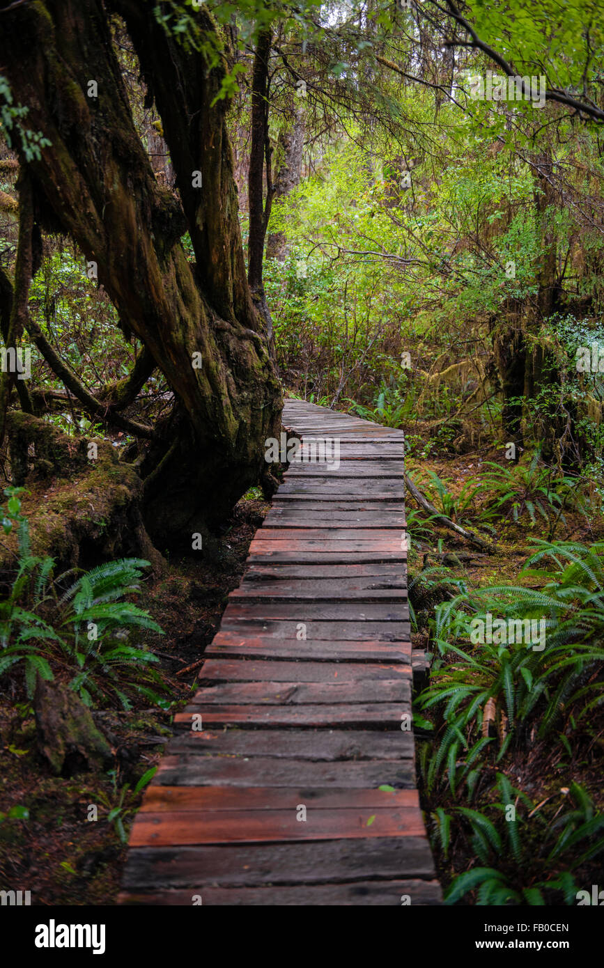 Boardwalk, Rainforest Trail, Pacific Rim National Park, Vancouver ...