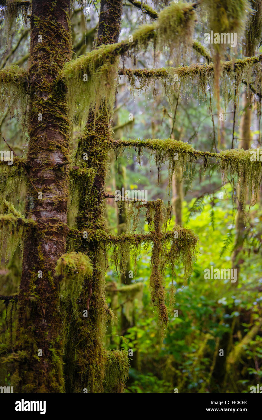 Trees with lichen, Rainforest Trail, Pacific Rim National Park ...