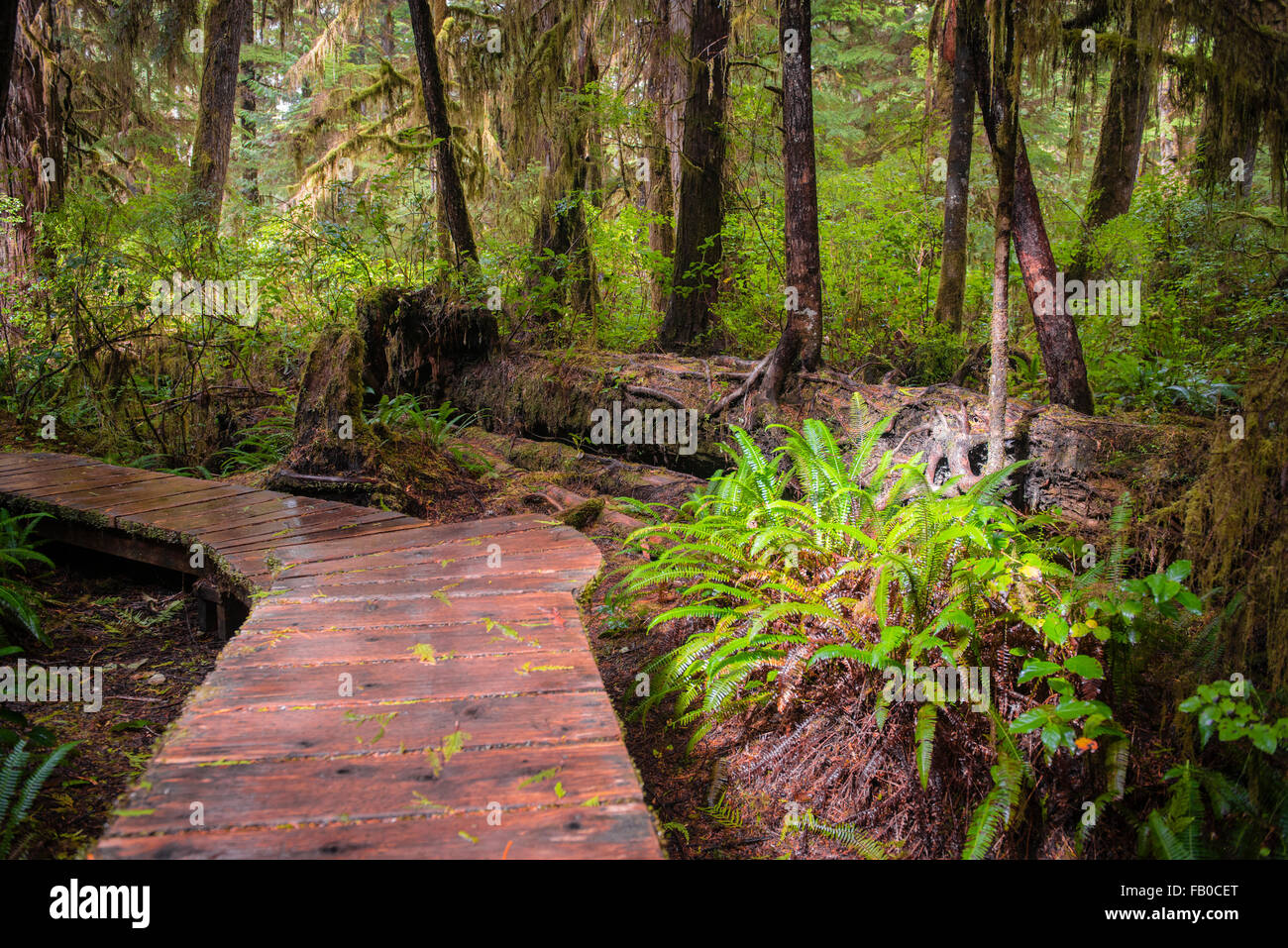 Boardwalk, Rainforest Trail, Pacific Rim National Park, Vancouver ...