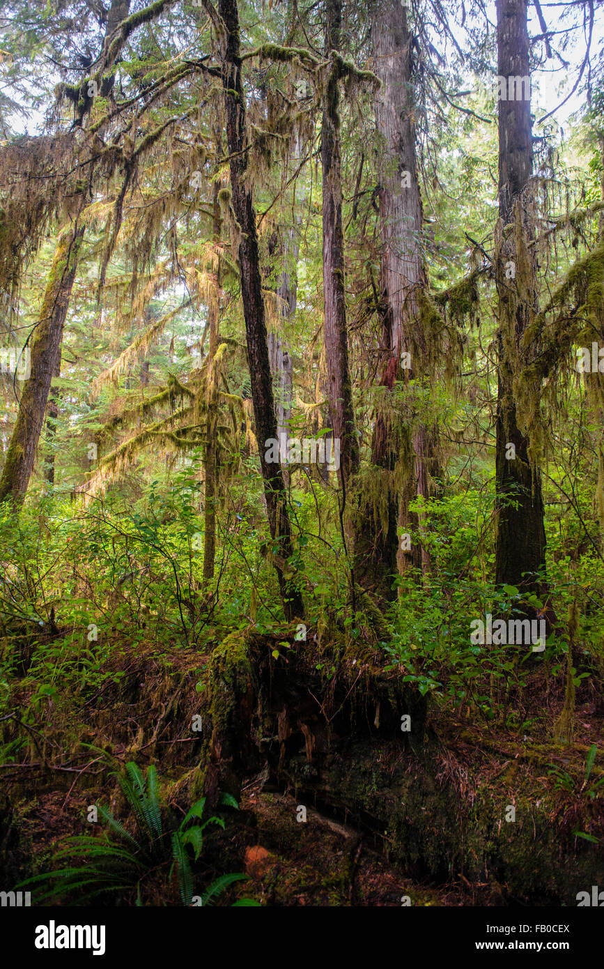 Trees with lichen, Rainforest Trail, Pacific Rim National Park ...