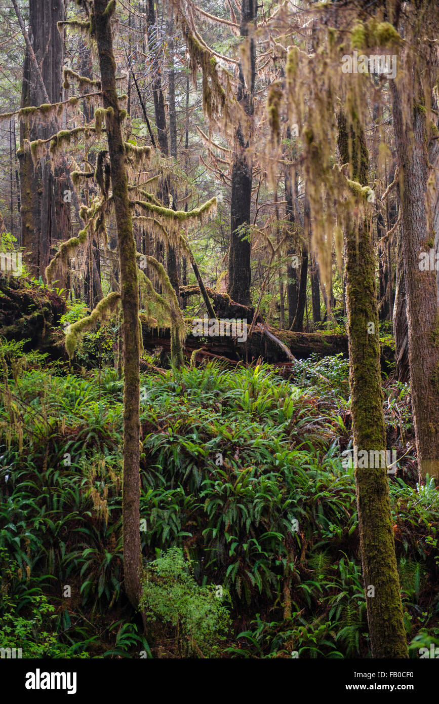 Trees with lichen, Rainforest Trail, Pacific Rim National Park ...