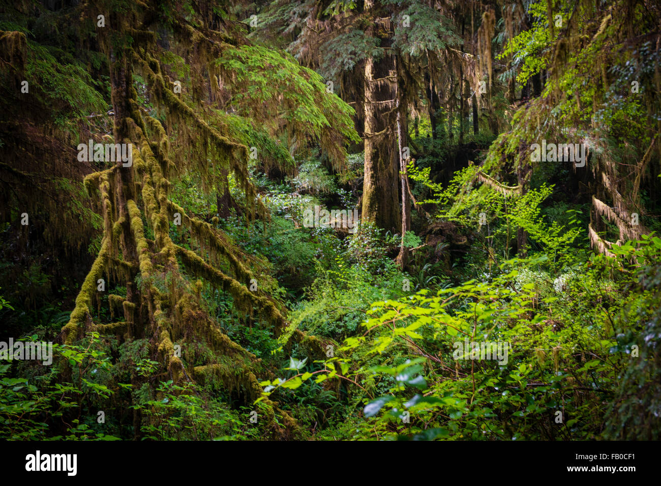 Trees with lichen, Rainforest Trail, Pacific Rim National Park ...