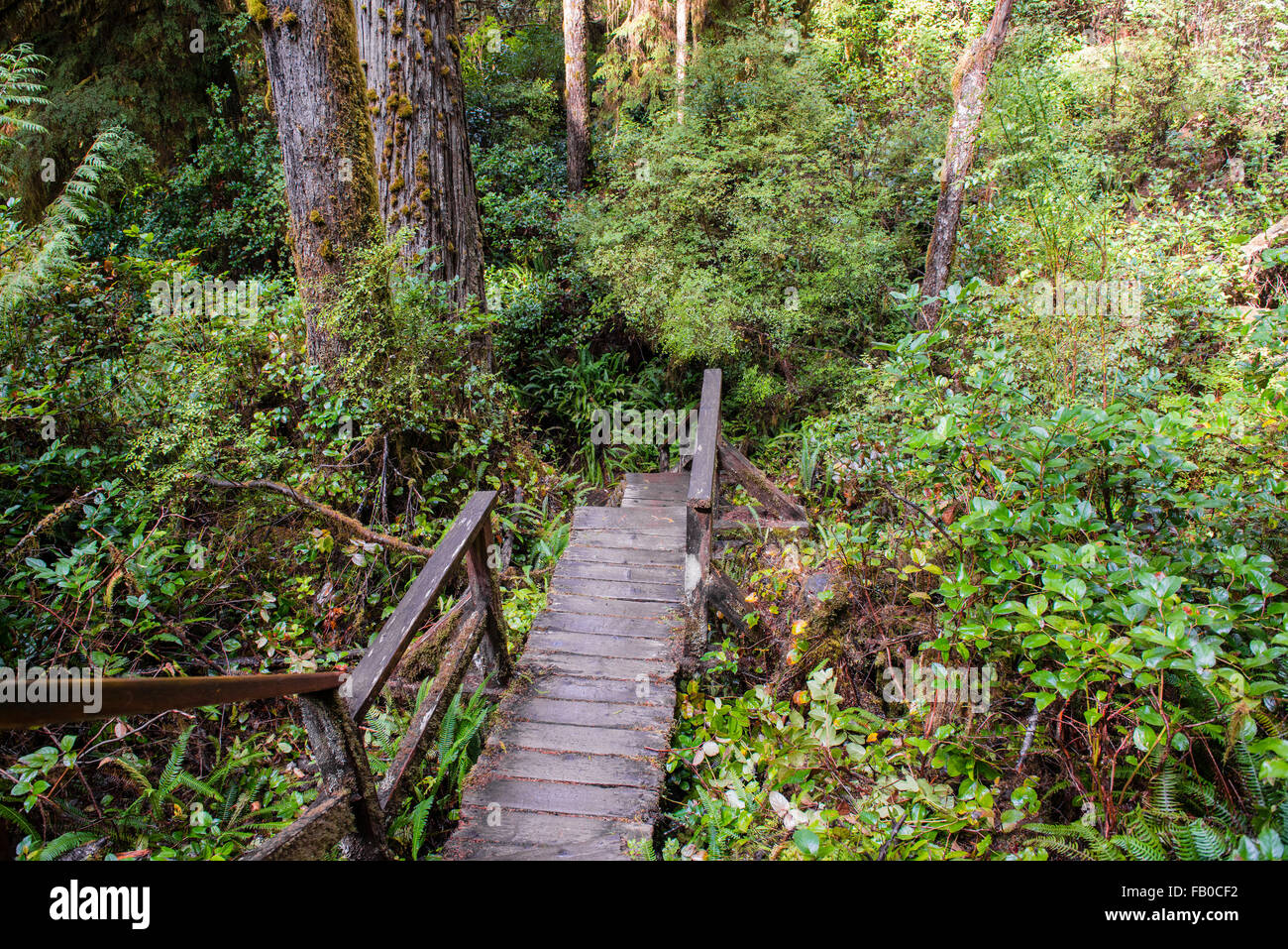 Boardwalk, Rainforest Trail, Pacific Rim National Park, Vancouver ...
