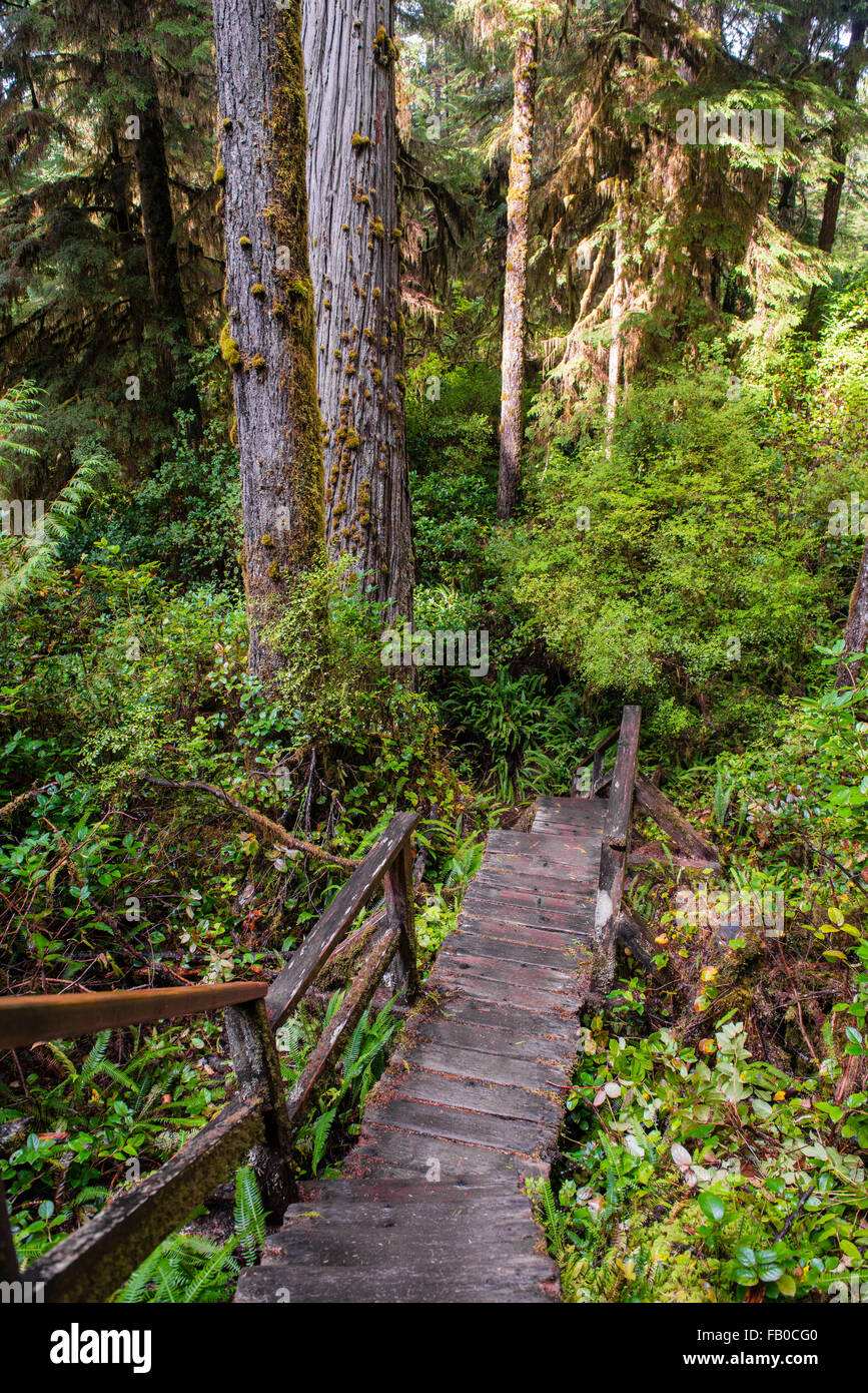 Boardwalk, Rainforest Trail, Pacific Rim National Park, Vancouver ...