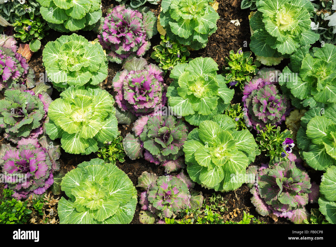 Green garden from top view Stock Photo - Alamy