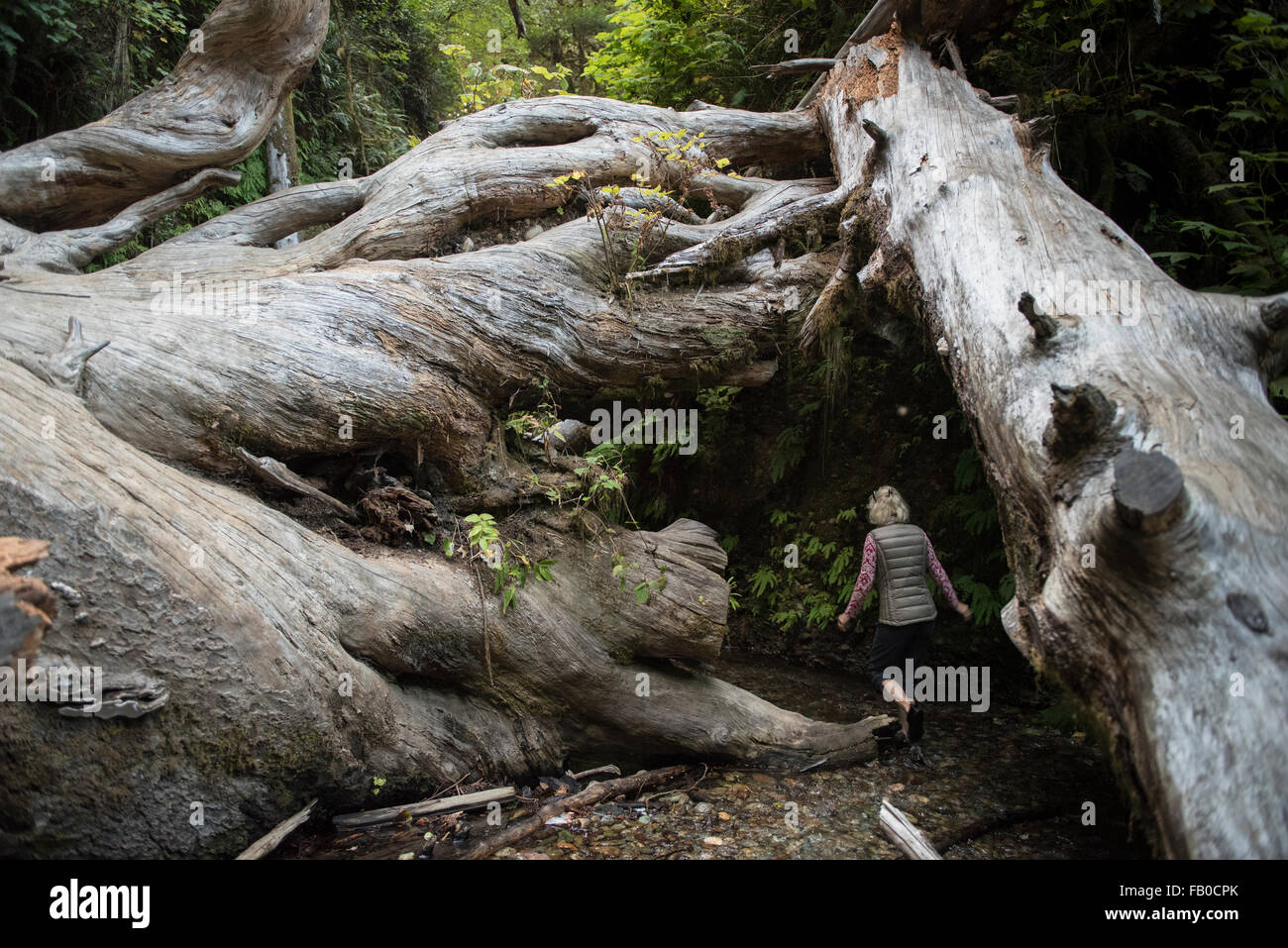 A woman hikes under fallen trees into Fern Canyon, a canyon in the ...