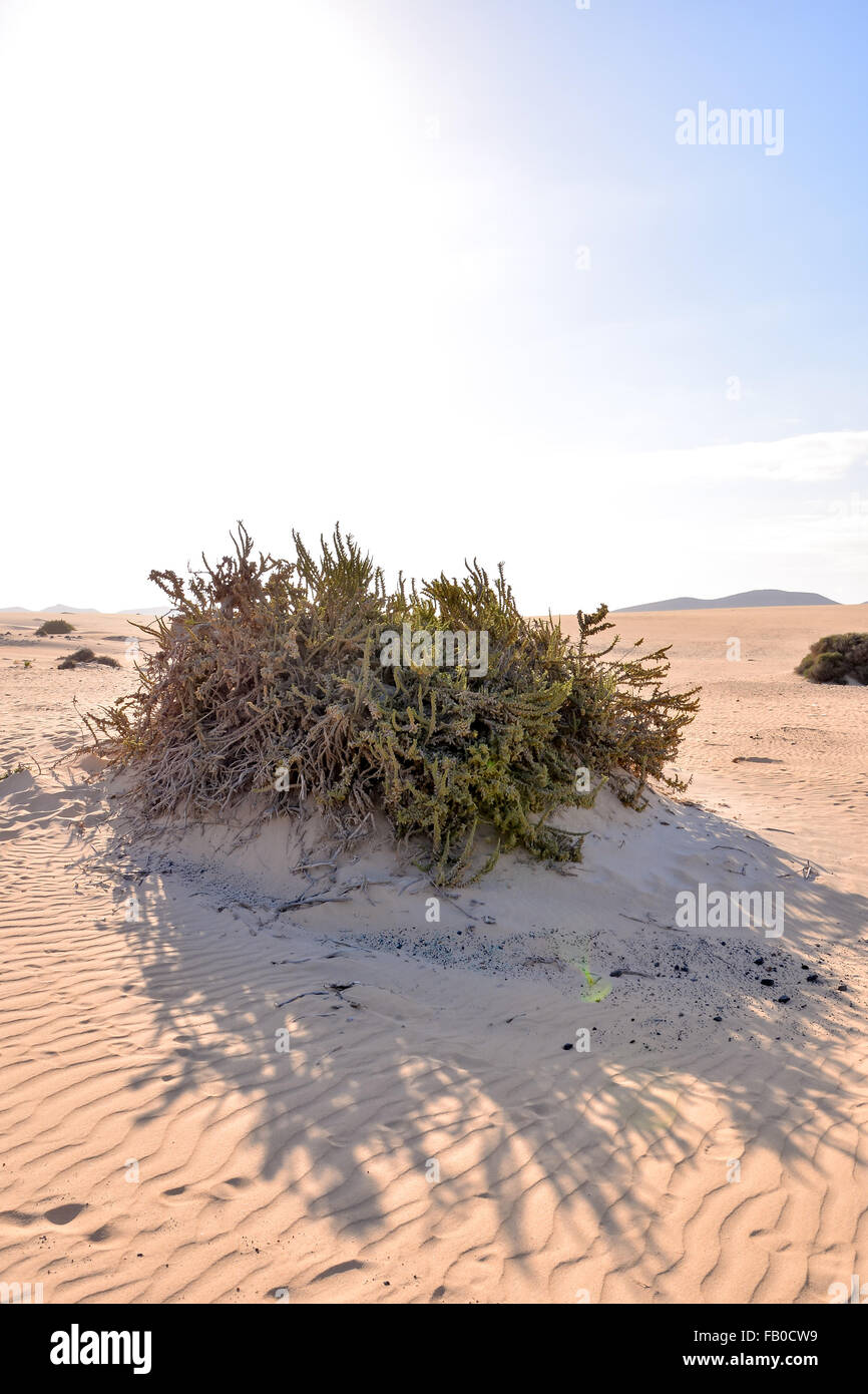 Dry Desert Landscape Stock Photo - Alamy
